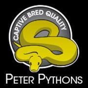 Peter Pythons - MorphMarket