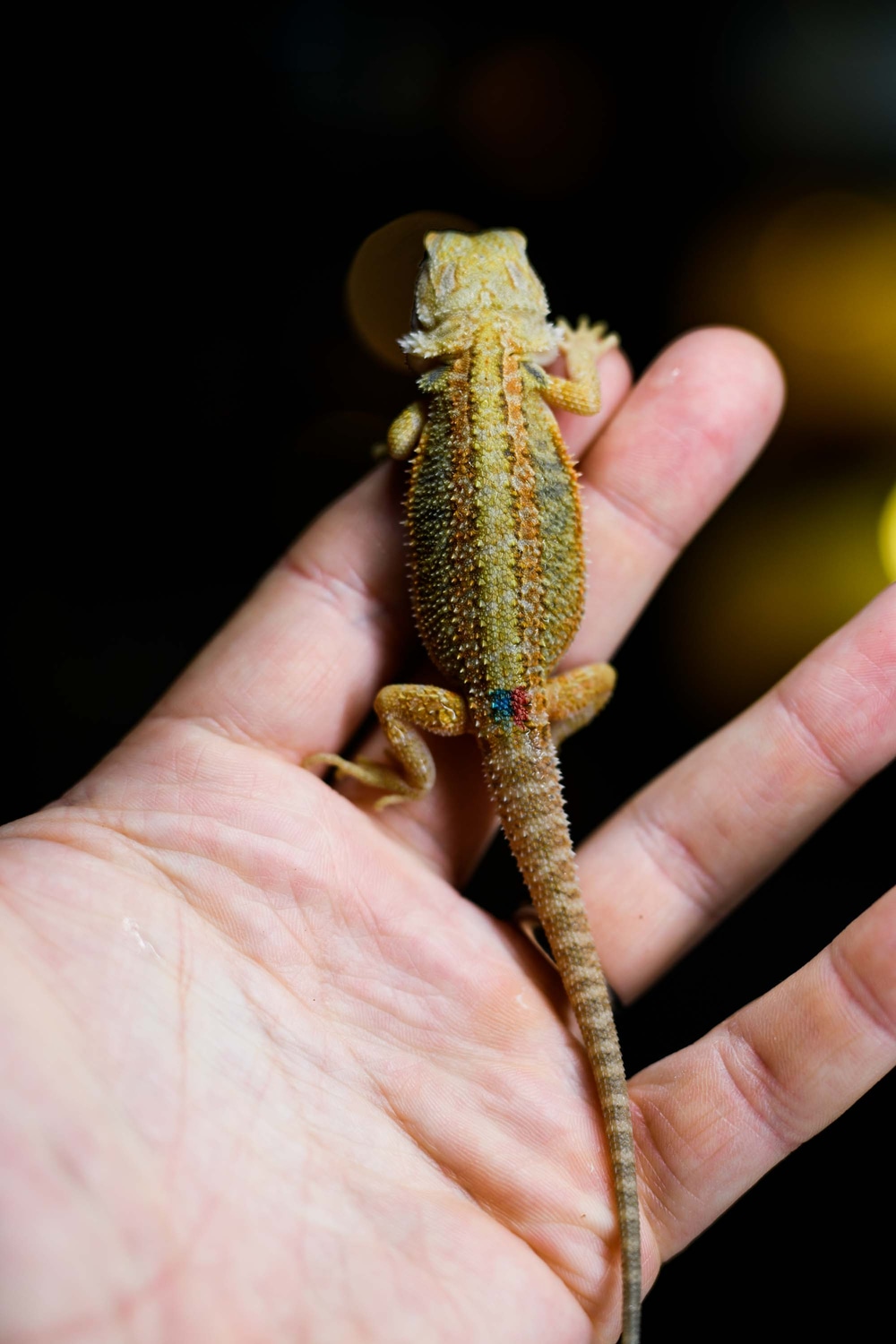 Hypo Trans Possible Het Zero Central Bearded Dragon by Biblical Dragons ...