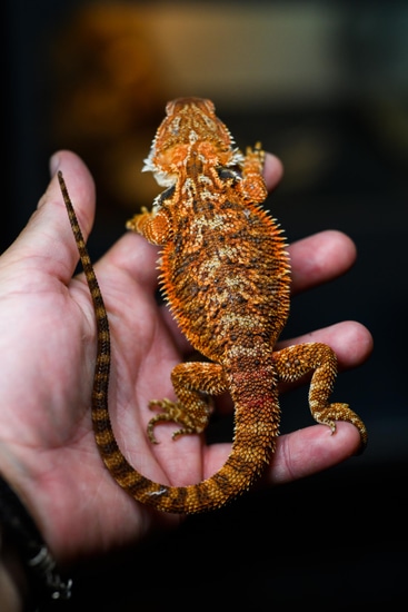 Stunning Spikes 1/2 Red Monster Central Bearded Dragon by Biblical Dragons
