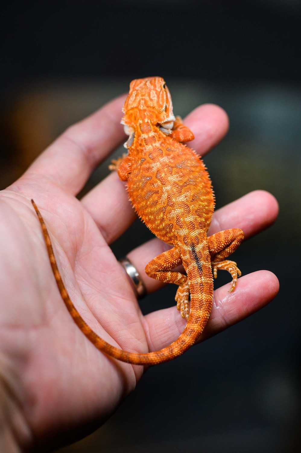 1/2 Red Monster Leatherback Male (A2 Black I) Central Bearded Dragon by ...