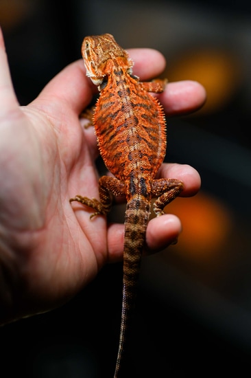 Stunning 1/2 Red Monster Central Bearded Dragon by Biblical Dragons