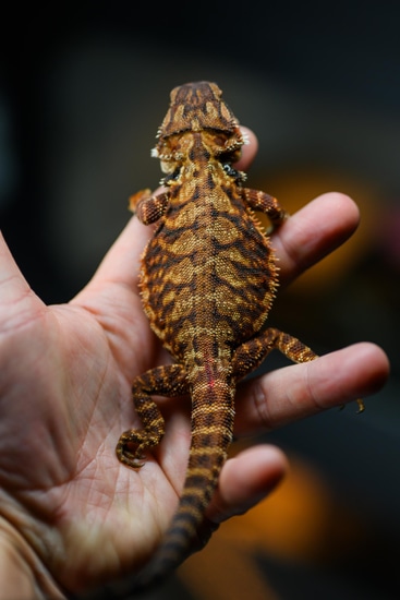 Full Red Monster Leatherback Central Bearded Dragon by Biblical Dragons
