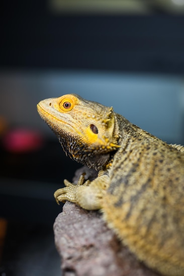 RTB Hypo Het Zero Het Trans (B2) Central Bearded Dragon by Biblical Dragons