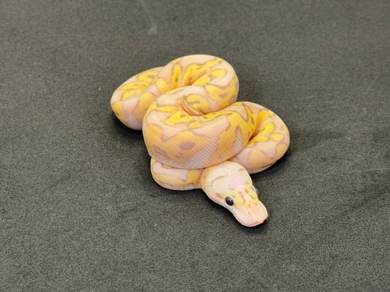 1.0 Super Pastel YB Banana Clown Ball Python by Handle These Balls