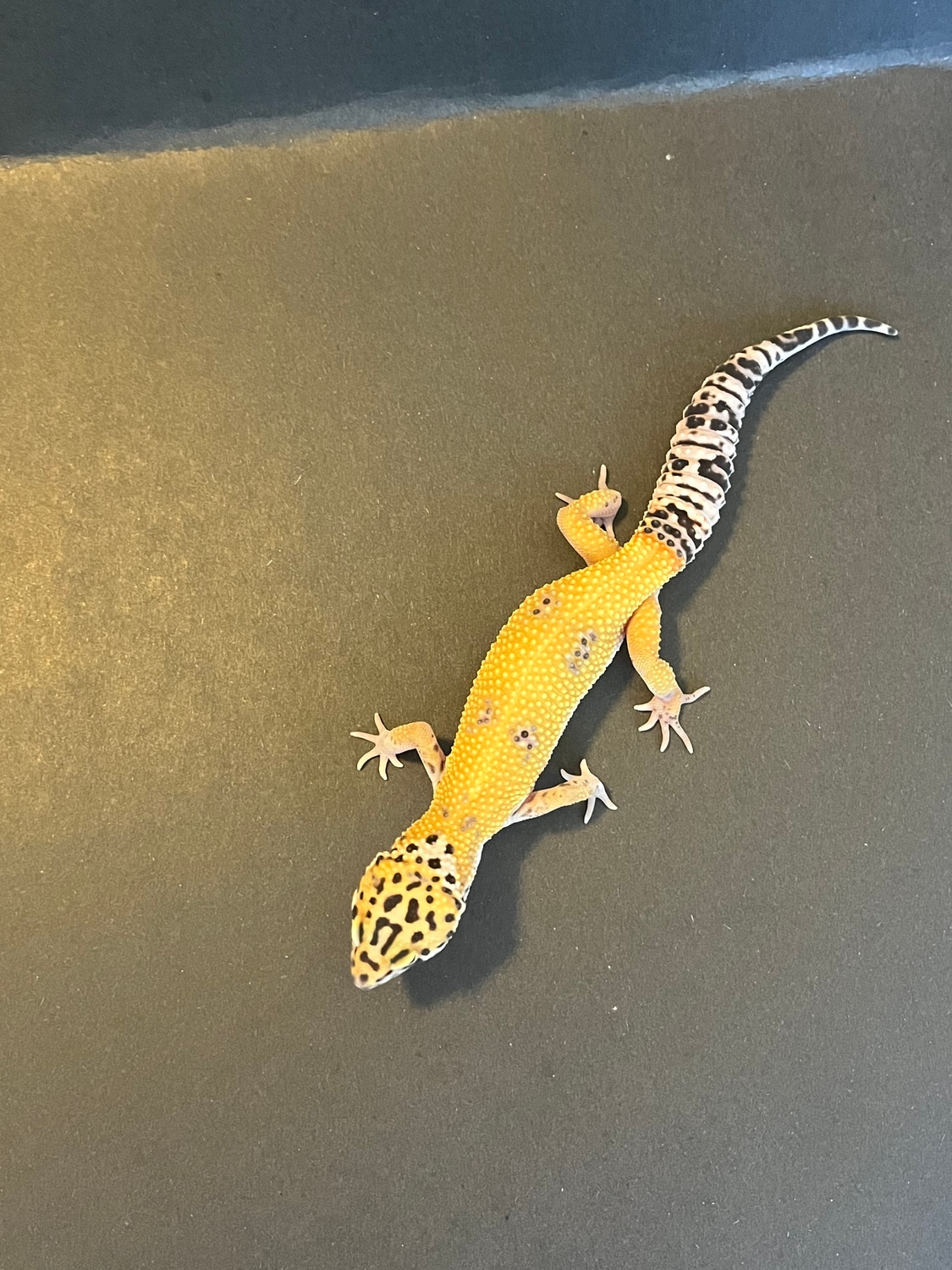 Free Just Pay Shipping Leopard Gecko by Pete's Leopards - MorphMarket