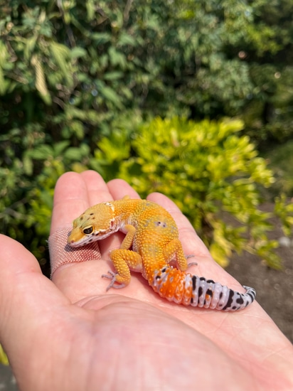 Tangerine Leopard Gecko by Pete's Leopards