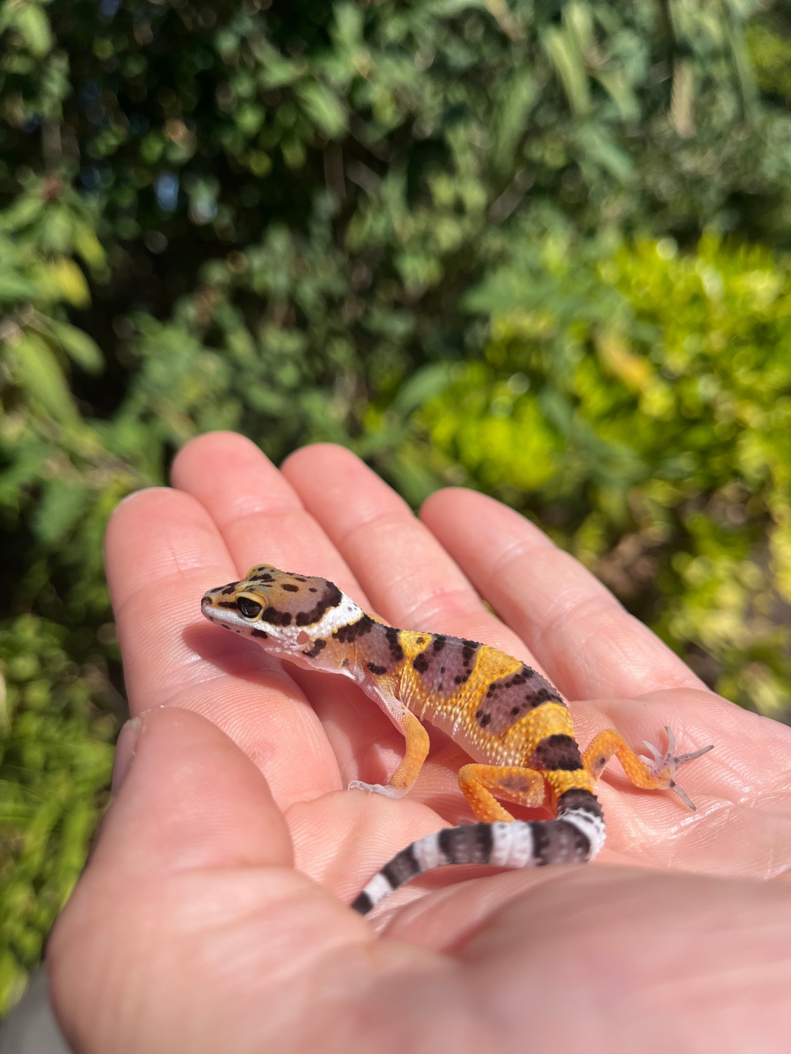 Mack Snow Tangerine Leopard Gecko by Pete's Leopards - MorphMarket