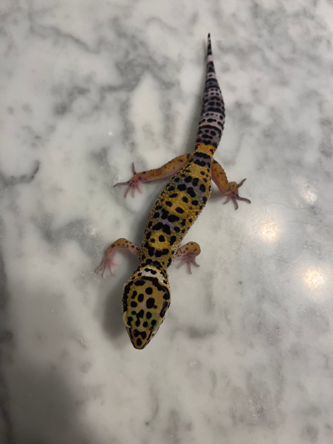 Pet Only Free Just Pay Shipping Leopard Gecko by Pete's Leopards ...