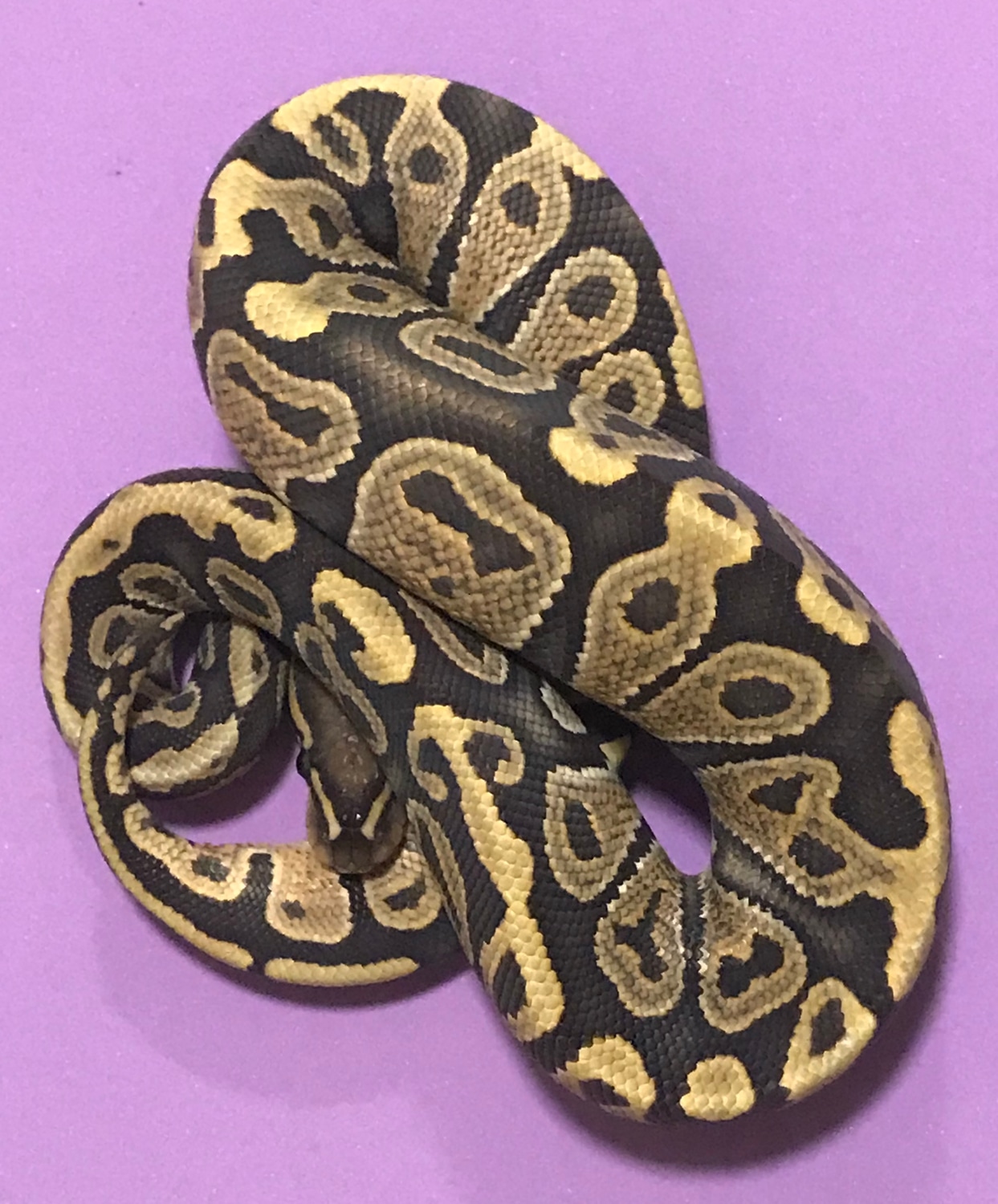 Ghost 100% Het Caramel Albino Ball Python by PT Reptiles PA - MorphMarket
