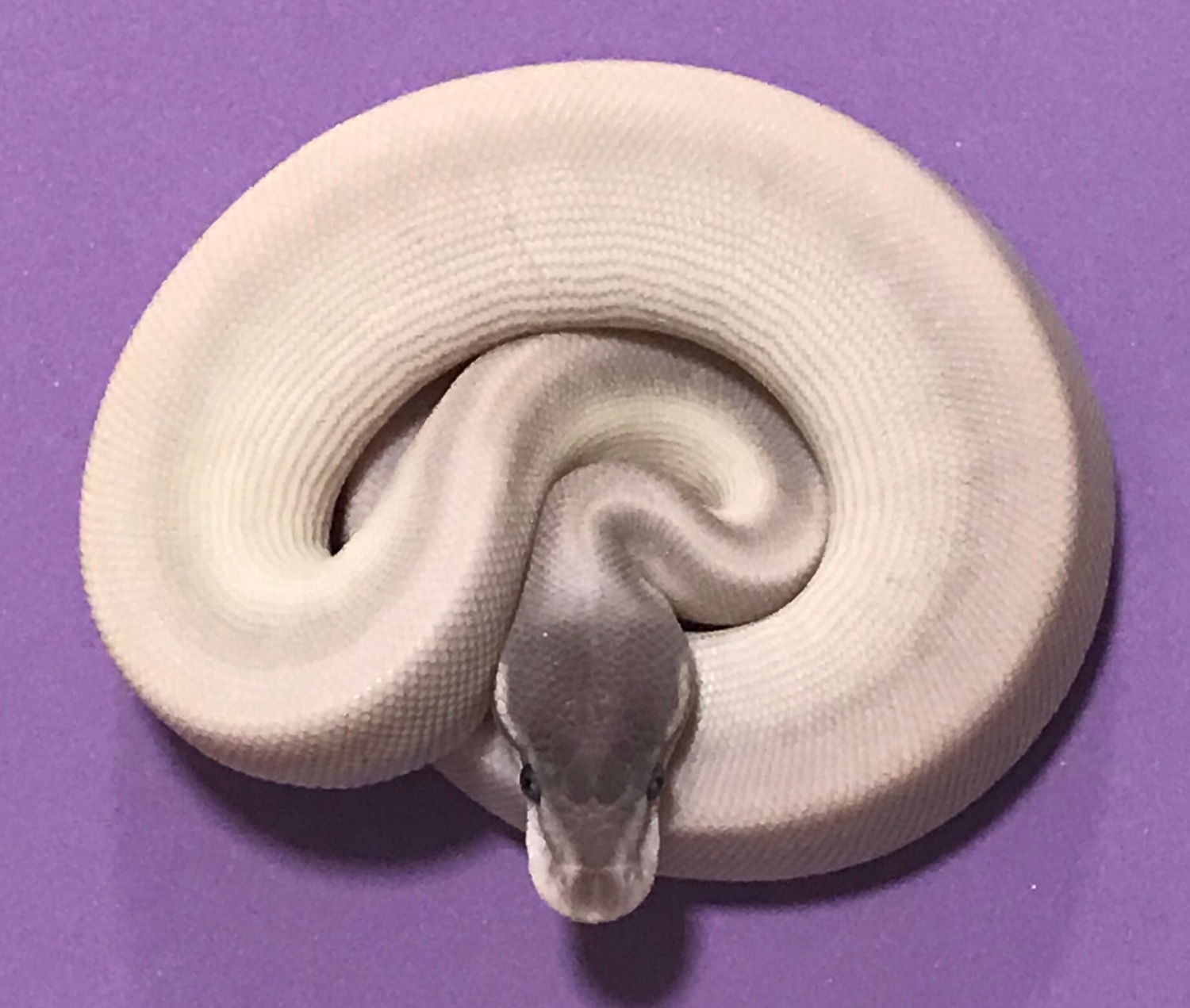 Super Mojave Ball Python by PT Reptiles PA - MorphMarket