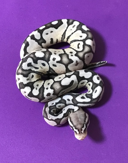 Pastel VPI Axanthic Ghost Ball Python by PT Reptiles PA