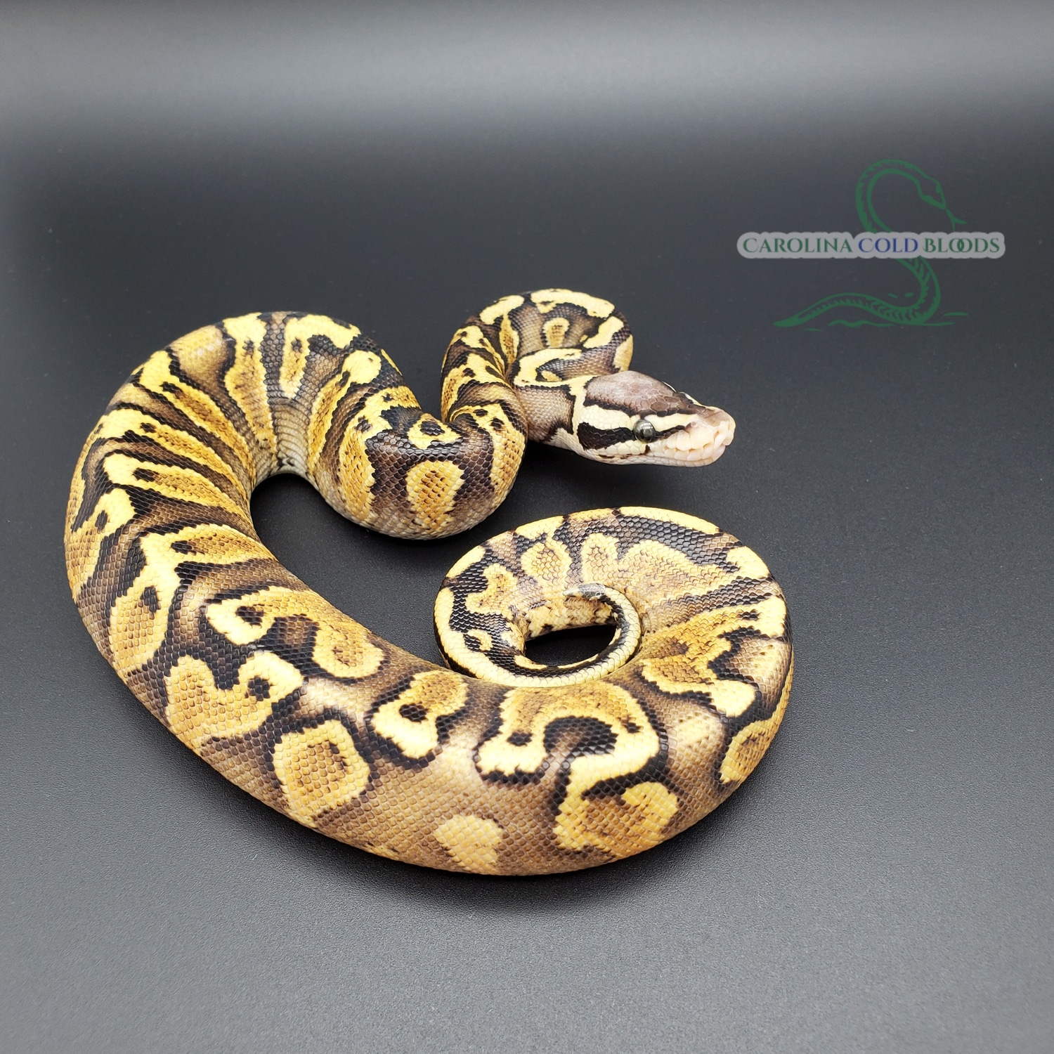 Pastel GHI Yellow Belly Ball Python by Carolina Cold Bloods, LLC ...