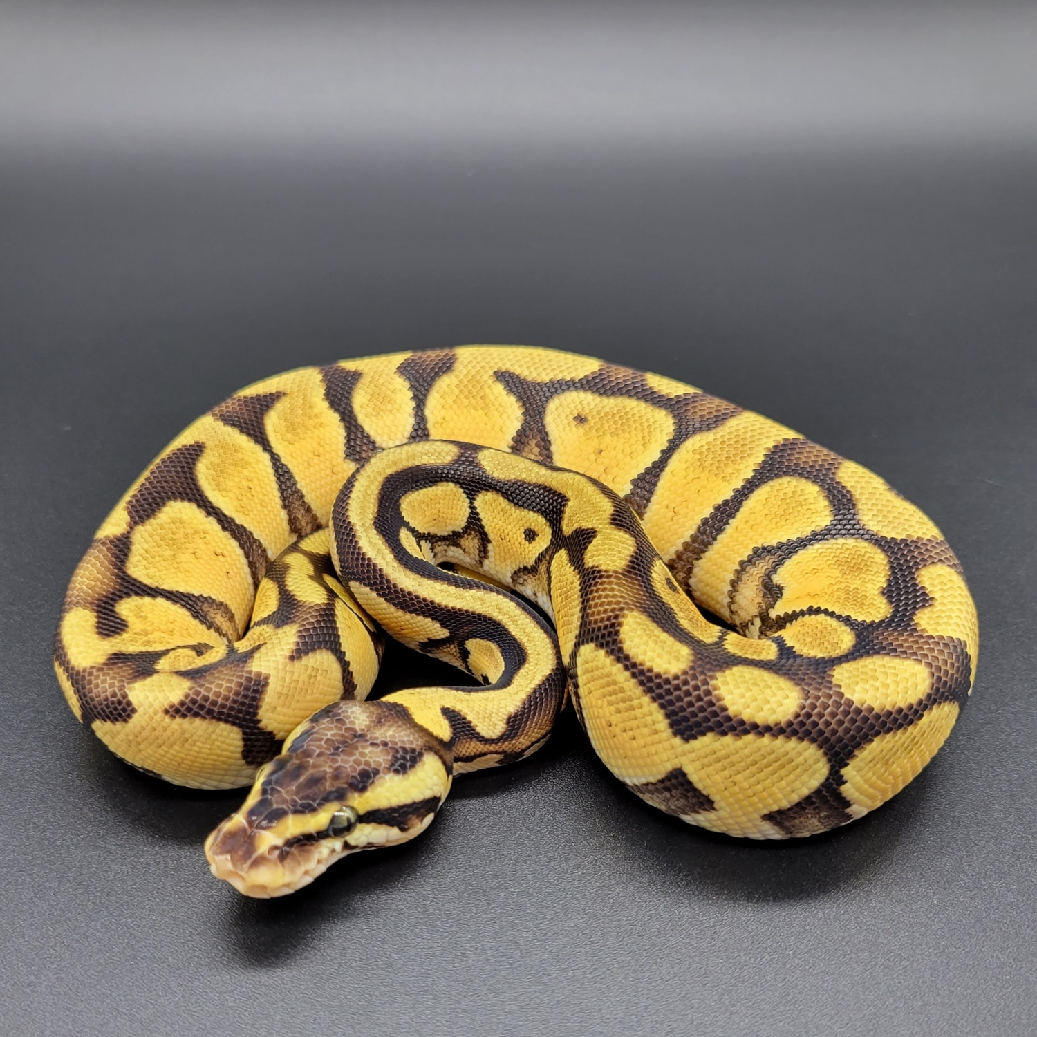 Citrus Pastel Enchi Asphalt Or Specter Ball Python by Carolina Cold ...
