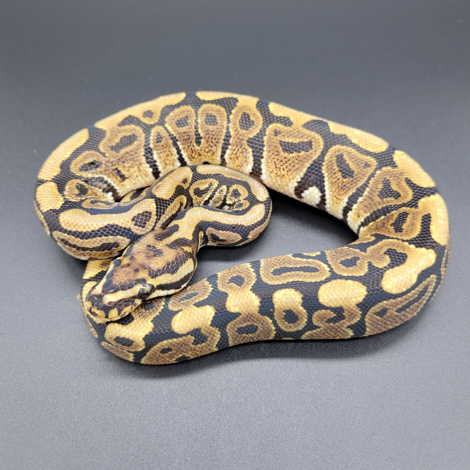 Pastel Spotnose 66% Het Clown Ball Python by Carolina Cold Bloods, LLC ...