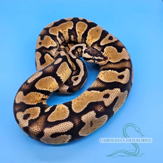 Citrus Pastel Enchi Asphalt Or Specter Ball Python by Carolina Cold ...