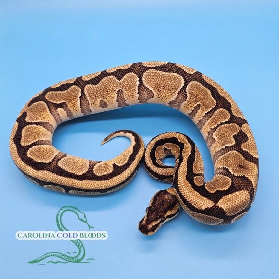 Enchi Asphalt Or Specter Ball Python by Carolina Cold Bloods, LLC