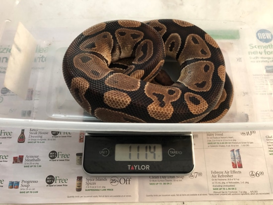 Normal Ball Python by Peterson-Reptiles