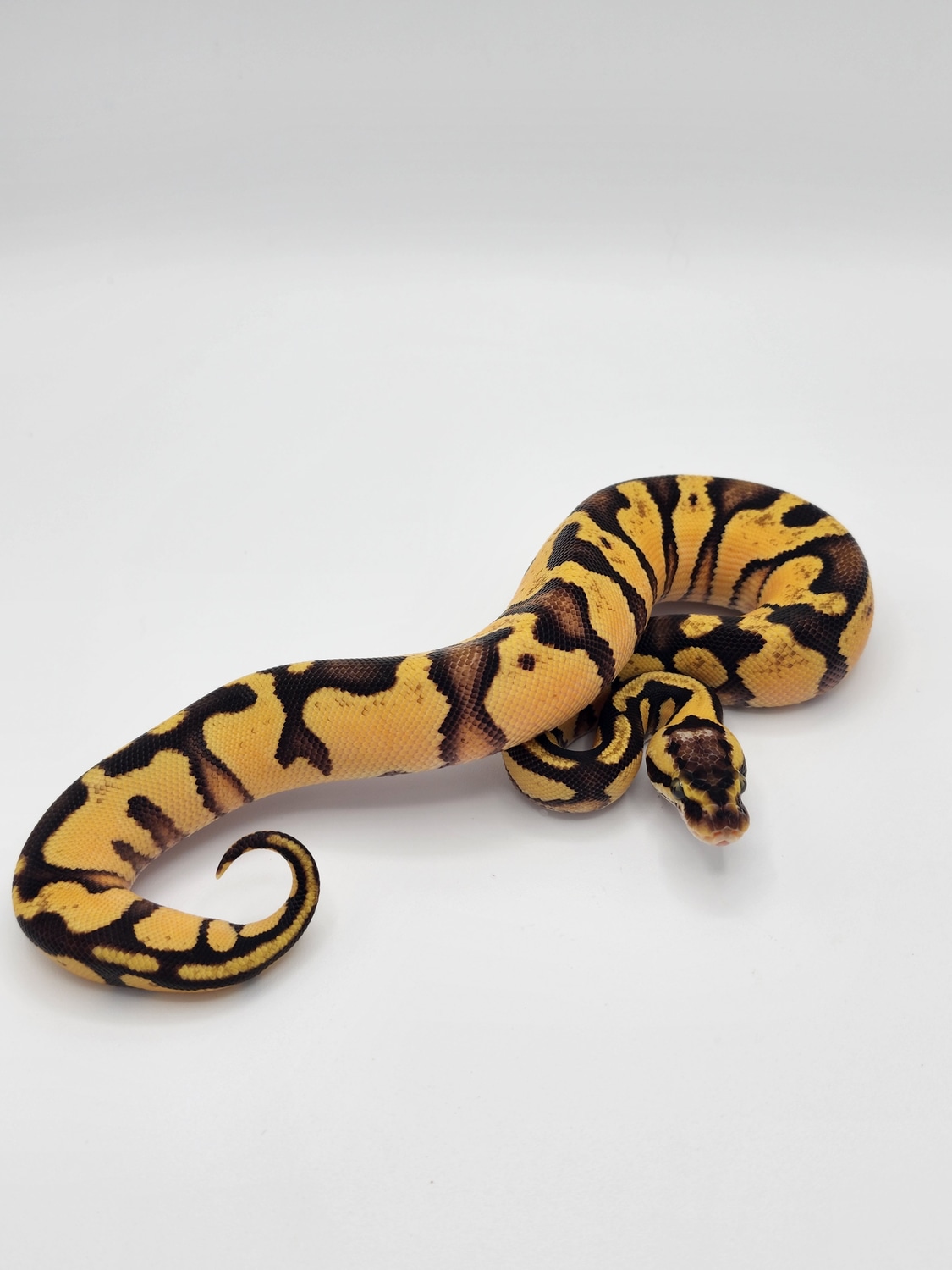2022 0.1 Pastel Enchi Yellowbelly/Gravel Ball Python by Outrageous ...