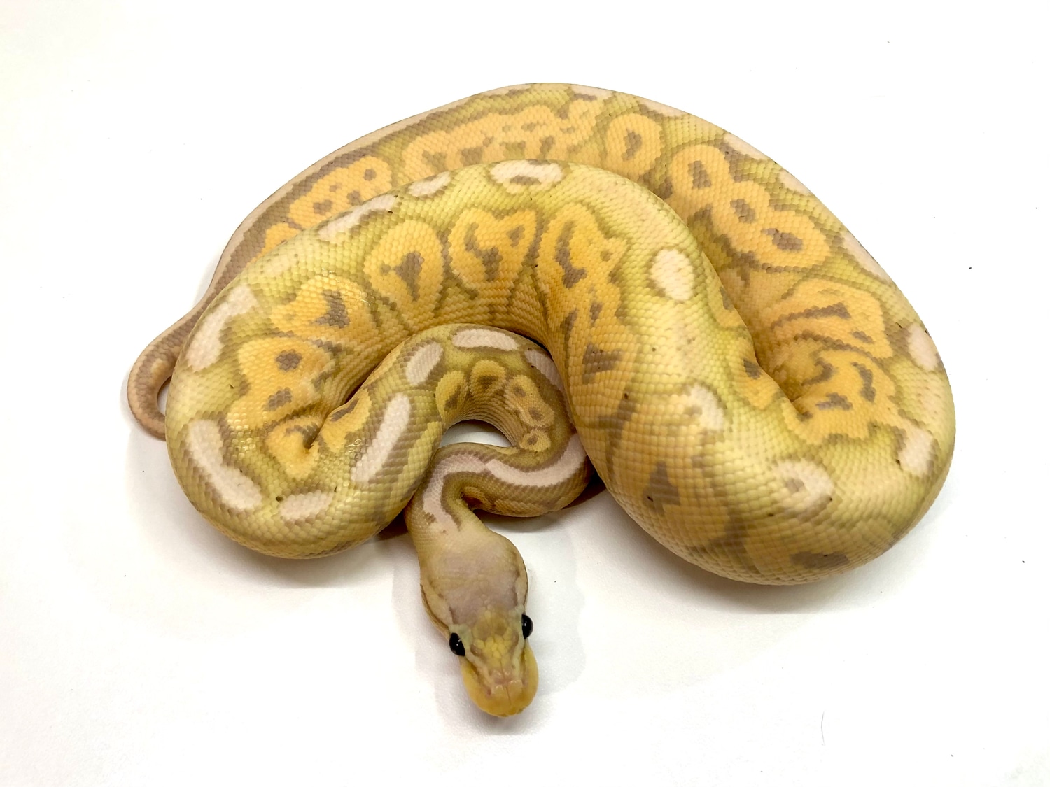 Banana Pewter Ball Python by Peter Williams Reptiles - MorphMarket