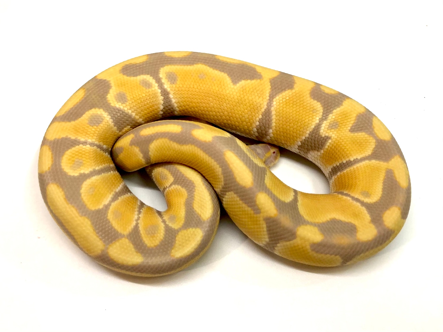 Toffee Ball Python by Peter Williams Reptiles - MorphMarket