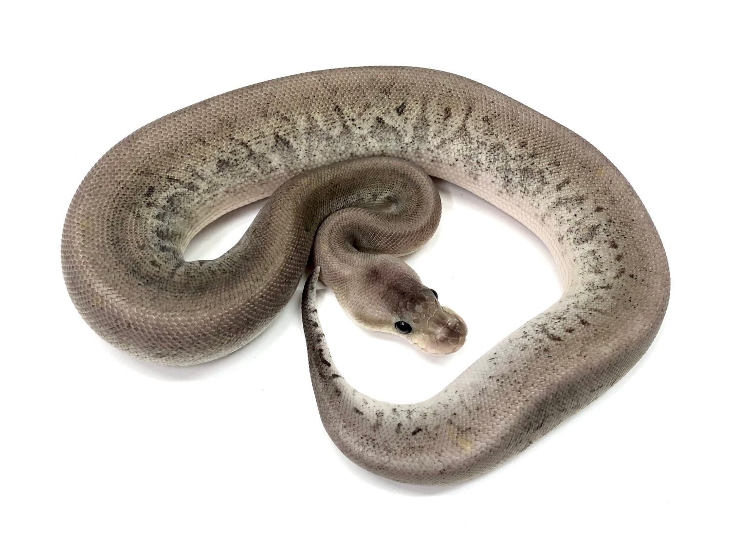 Blackhead Gargoyle Pastel Ball Python by Peter Williams Reptiles ...