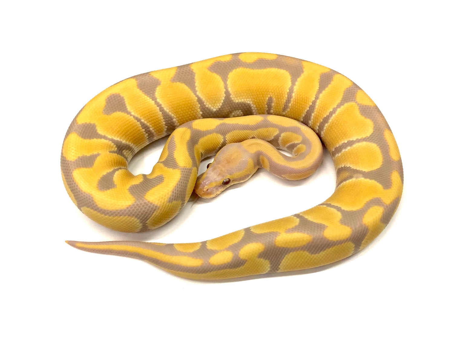 Toffee Ball Python by Peter Williams Reptiles - MorphMarket