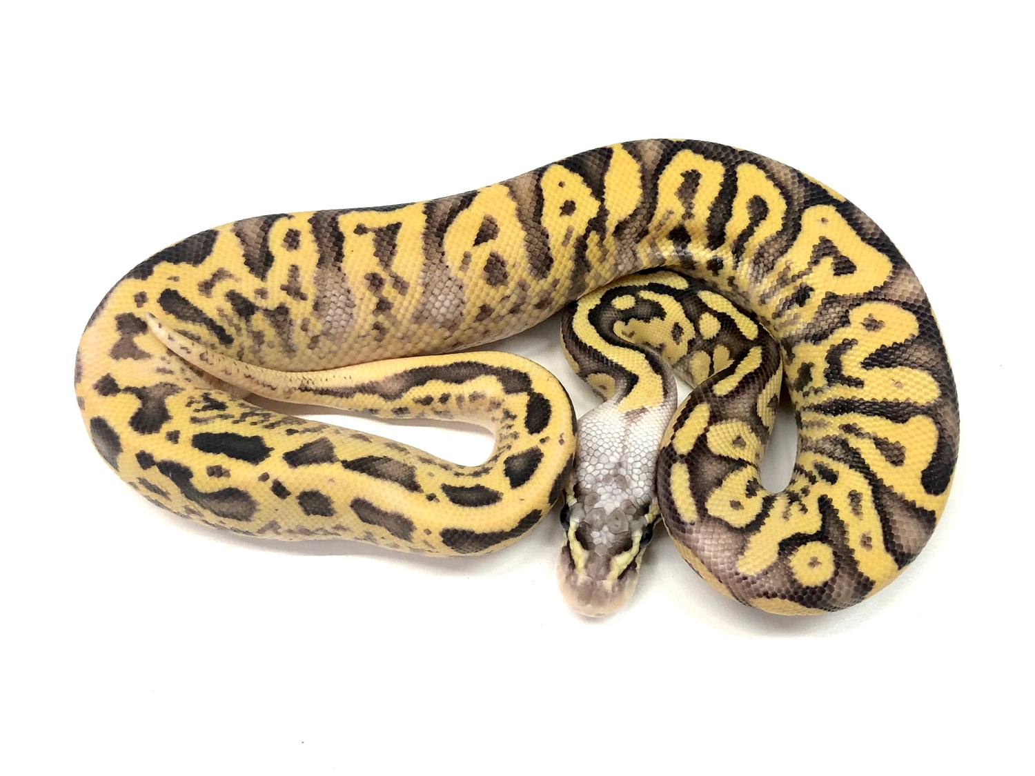 Super Pastel Butter Leopard Ball Python by Peter Williams Reptiles ...