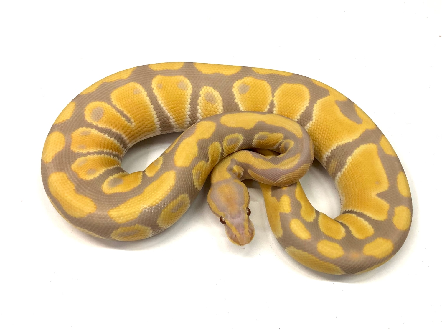 Toffee Ball Python by Peter Williams Reptiles - MorphMarket