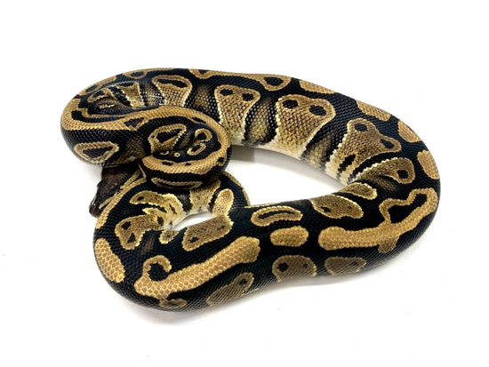Arroyo Ball Python by Peter Williams Reptiles