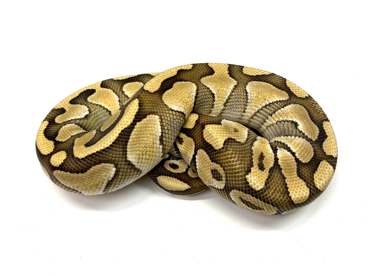 OD Lesser Het Clown PH G-Stripe Ball Python by Peter Williams Reptiles ...