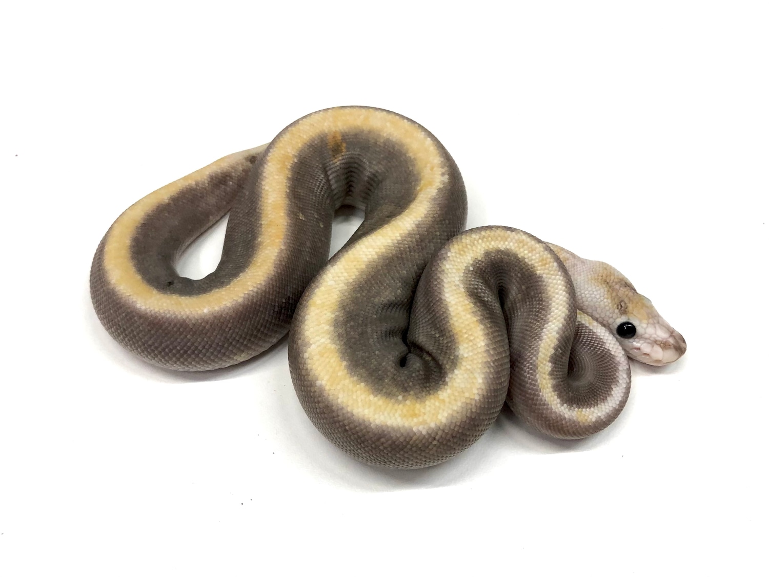 GHI Mojave Champagne Poss Redstripe Ball Python by Peter Williams ...