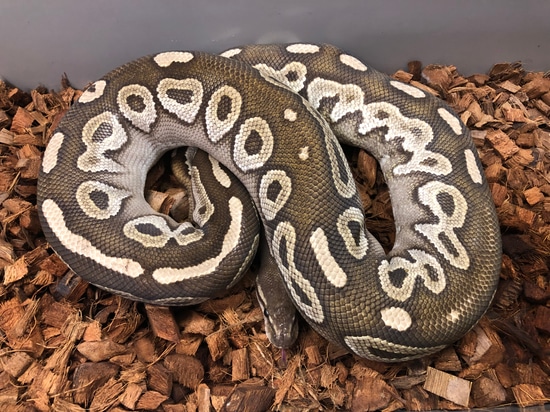 Cinnamon Mojave PH Hypo Ball Python by Peter Williams Reptiles