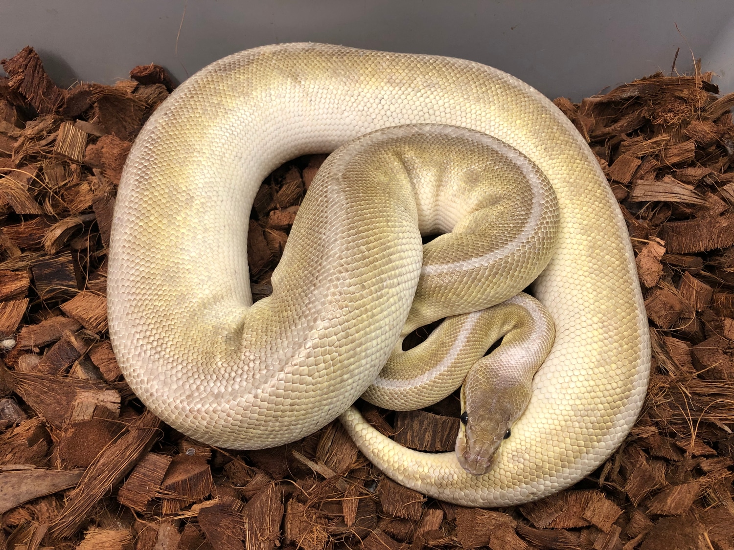 Pewter Soul Sucker Ball Python by Peter Williams Reptiles - MorphMarket