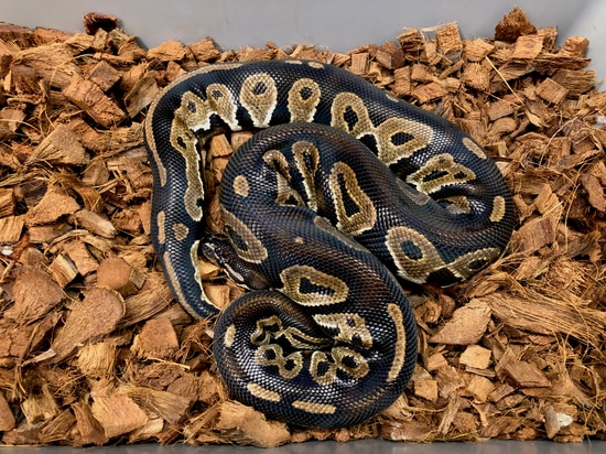 Blackhead HRA Ball Python by Peter Williams Reptiles
