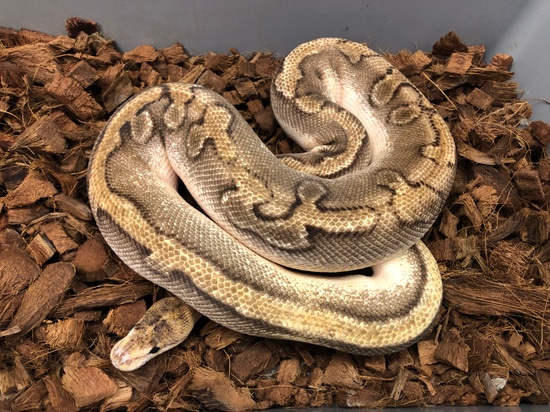 ODYB Champagne Ball Python by Peter Williams Reptiles