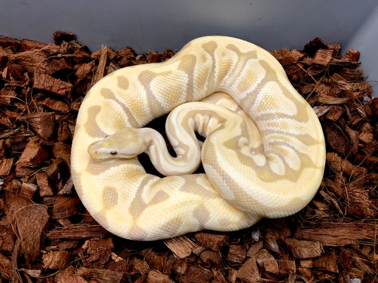 HGW Toffee Ball Python by Peter Williams Reptiles