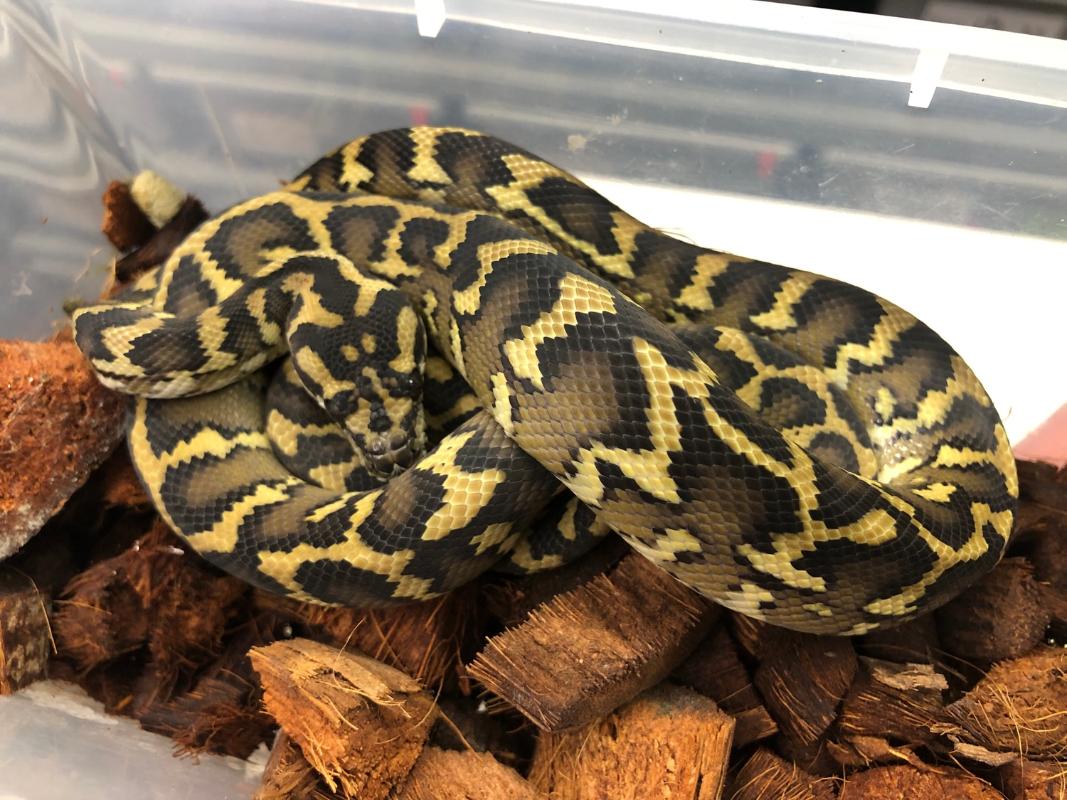 PH Granite Irian Jaya Carpet Python by Peter Williams Reptiles ...