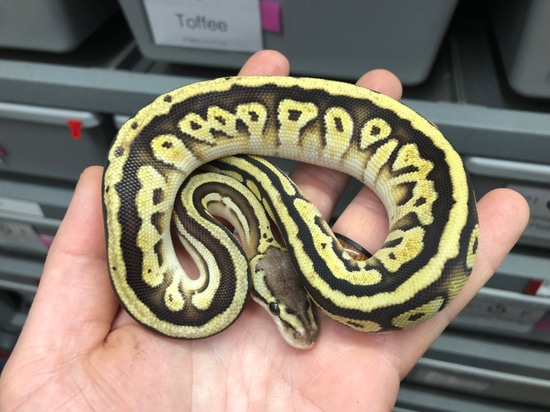 Super Cypress Firefly PH Toffee OR Albino Ball Python by Peter Williams ...