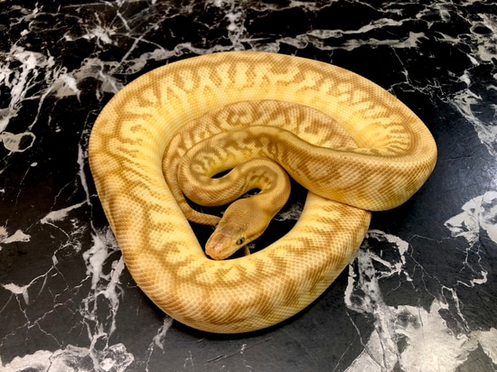 Cinnamon Kingspin WALL Python HYBRID Ball Python by Peter Williams Reptiles