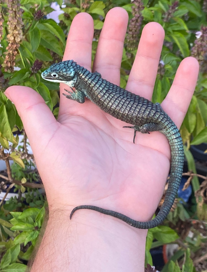 Abronia Graminea Black Eyes More Lizard by Petes_Dragons - MorphMarket