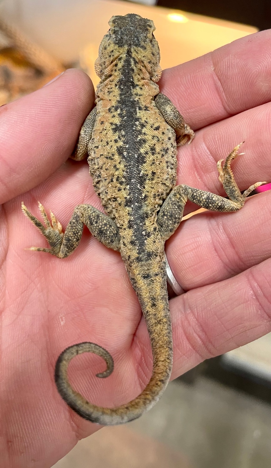 Phrynocephalus Przewalskii (Toad Head Agama) Other Lizard by Pet ...