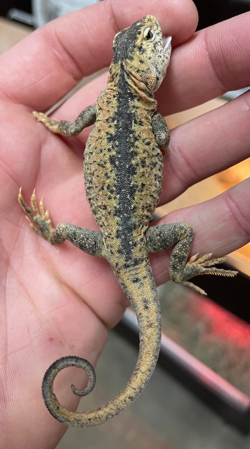 Phrynocephalus Przewalskii (Toad Head Agama) Other Lizard by Pet ...