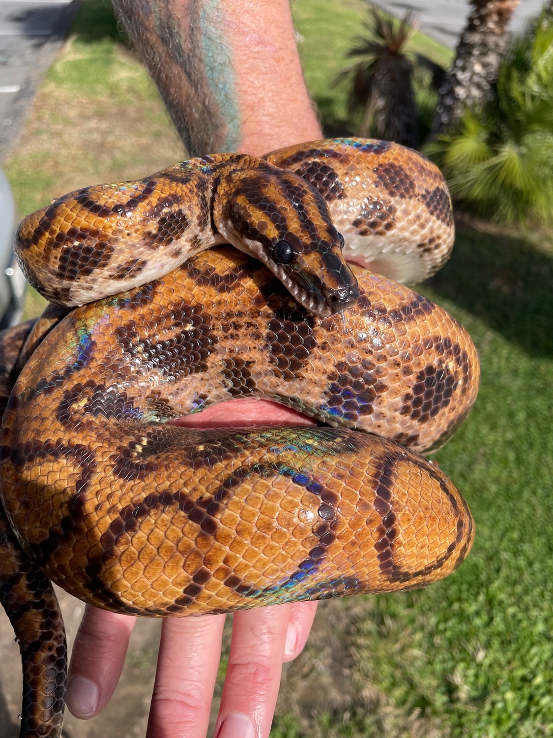 Brazilian Rainbow Boa by Pet Kingdom - MorphMarket