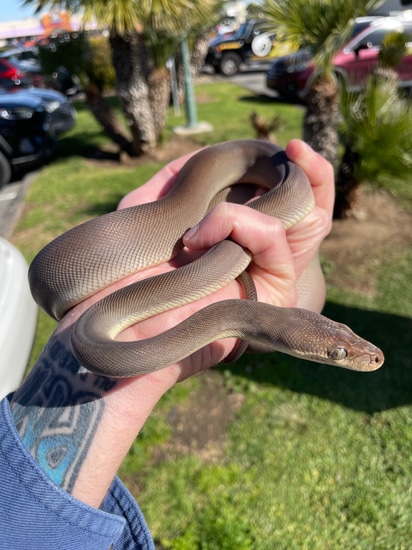 Olive Python by Pet Kingdom