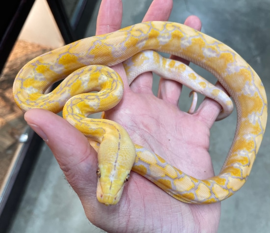 75% Super Dwarf Albino Reticulated Python by Pet Kingdom