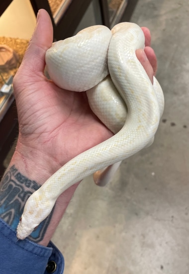 Albino Colombian Rainbow Boa by Pet Kingdom