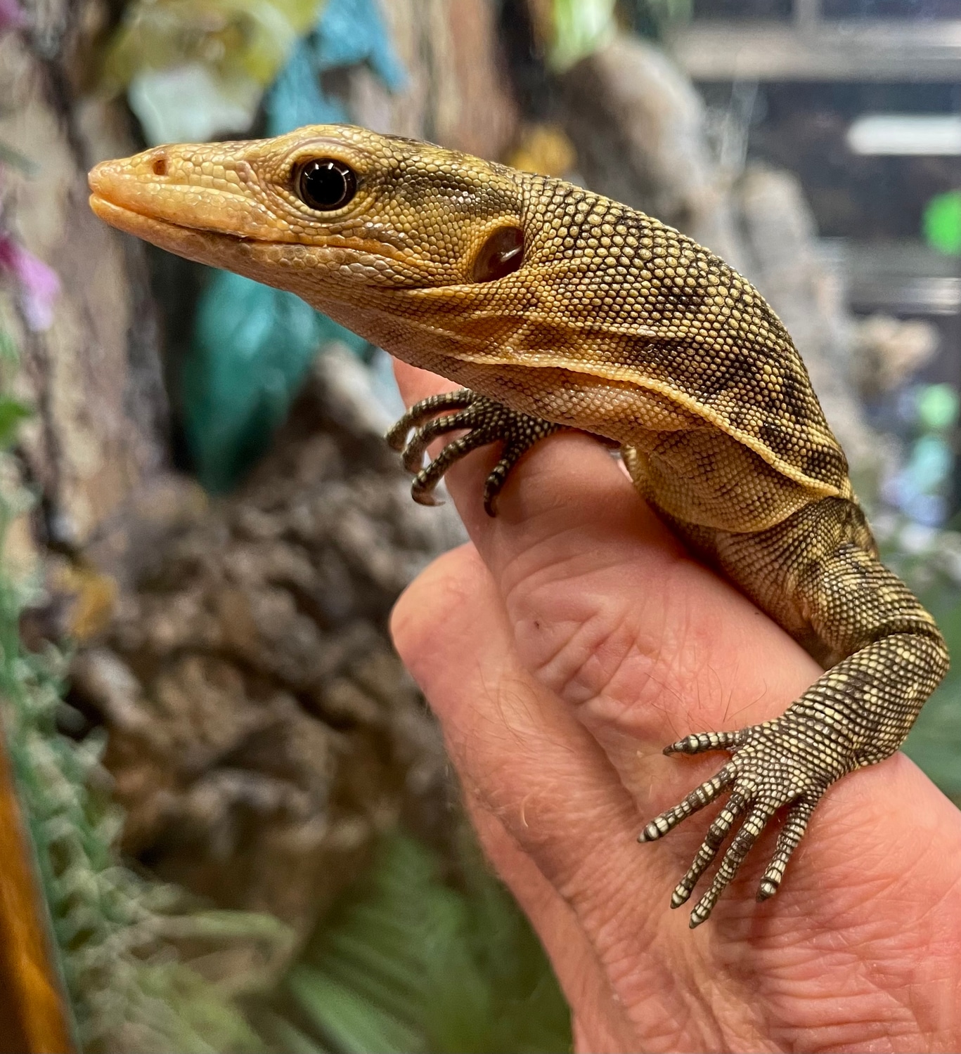 Yellow Quince Monitor (V. Melinus) Other Monitor by Pet Kingdom ...