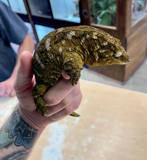 PAIR Pine Island X Leachianus Gecko by Pet Kingdom