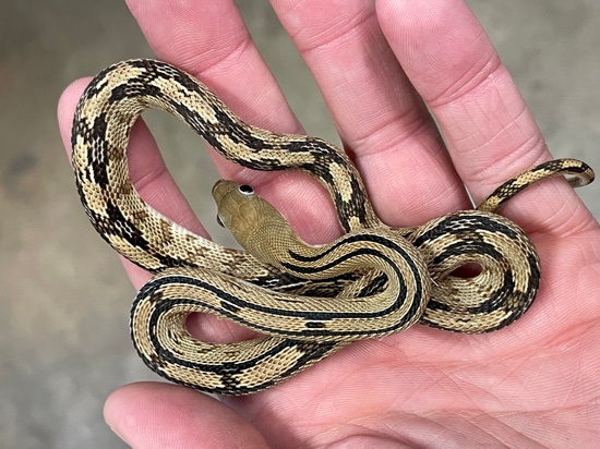 Trans Pecos Trans-Pecos Rat Snake by Pet Kingdom