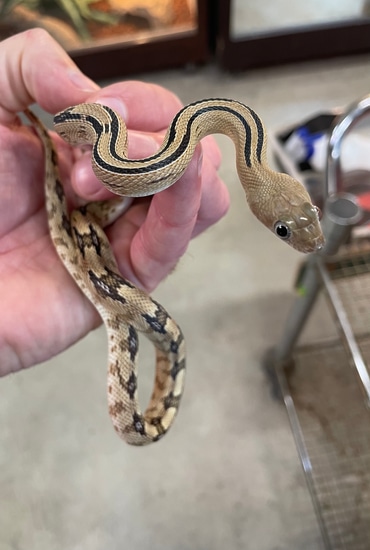 Trans Pecos Female Trans-Pecos Rat Snake by Pet Kingdom